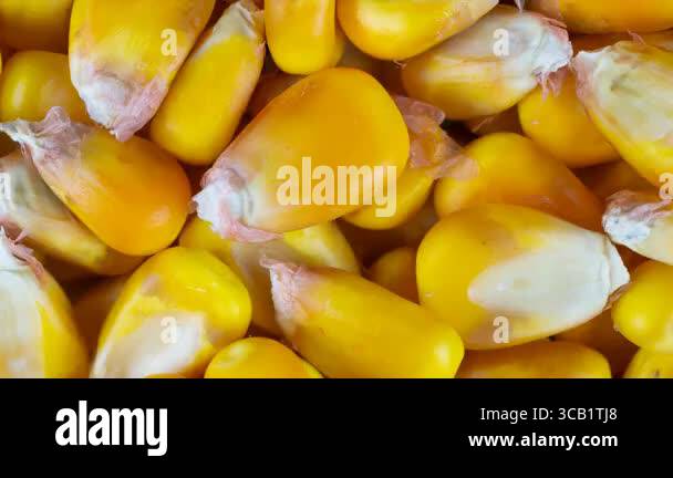 yellow corn kernels with visible details. Background or texture Stock ...