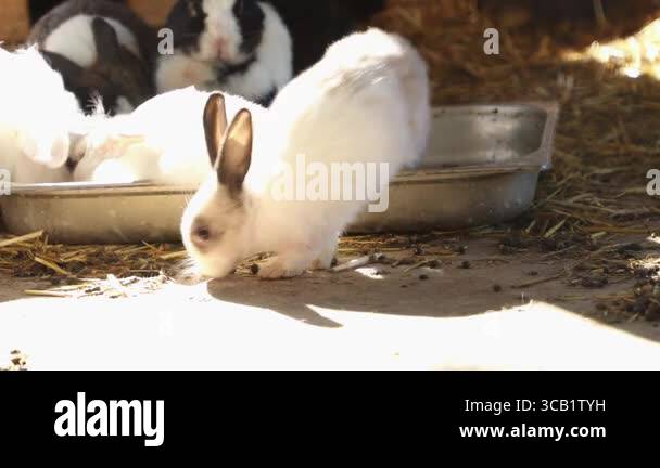 Group decorative multicolored rabbits eating food from a feeder. Zoo ...