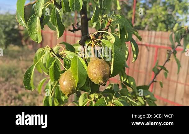Small fruits on a pear tree. Pears on tree branches. Trees and fruits ...