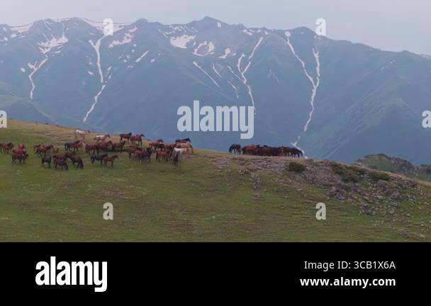 Wild horses grazing peacefully on verdant mountain slope, majestic snow ...