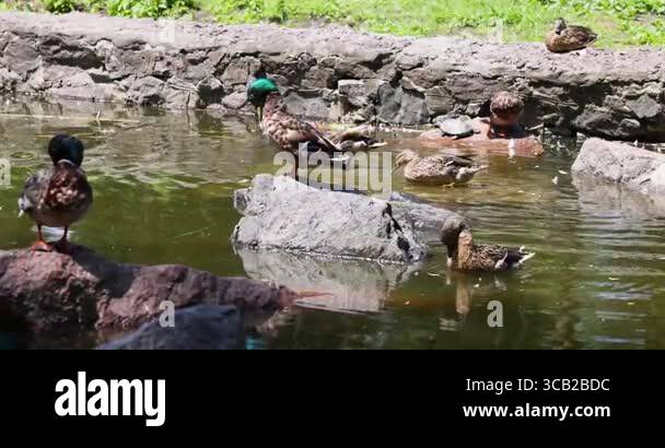 Slow motion wildlife scene capturing mallard ducks and turtles ...
