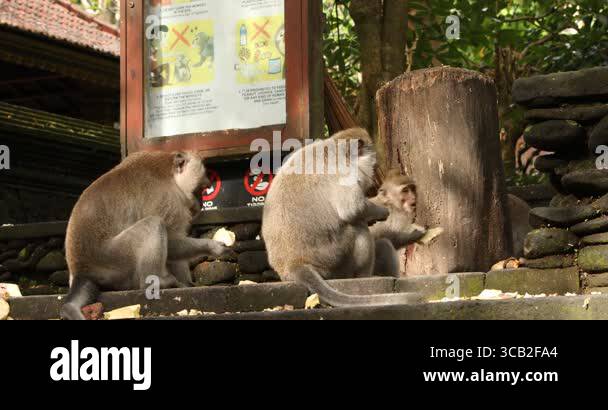 Bali, Indonesia - June 2, 2025: Cute monkeys eating outdoors Stock ...