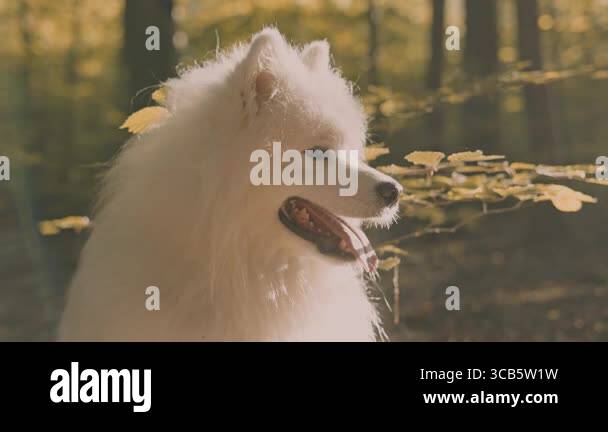 portrait of cute fluffy samoyed dog in sunny forest Stock Video Footage ...