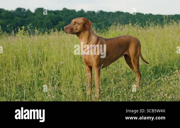 Portrait cute rhodesian ridgeback Stock Videos & Footage - HD and 4K ...