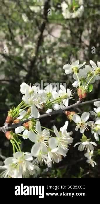 The cherry blossom is a moment. We catch every second of this fabulous ...