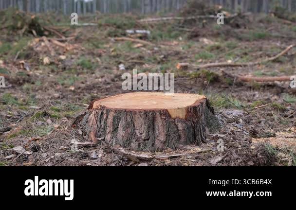 Toy bear on stump in destroyed forest. A soft toy bear lies on a stump ...