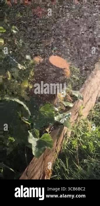 water is poured into a clay jug. water falling into the clay jar in ...