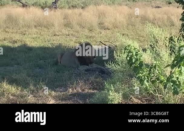Male lion with a full stomach Stock Videos & Footage - HD and 4K Video ...