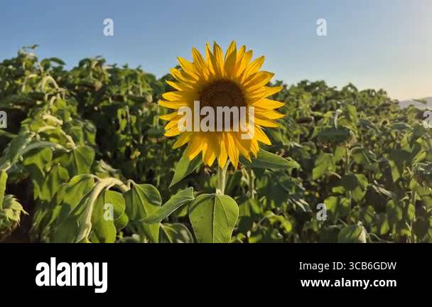 Ripening Sunflower Plants In Summer Stock Video Footage Alamy Ripening Sunflower Plants In Summer Stock Video Footage Alamy
