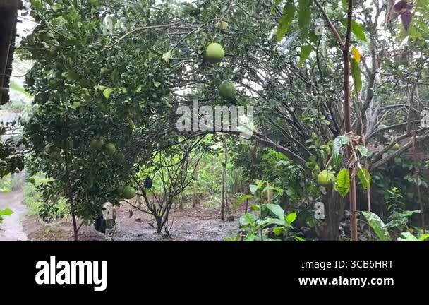 Raining on daylight, with green oranges attached on trees Stock Video ...