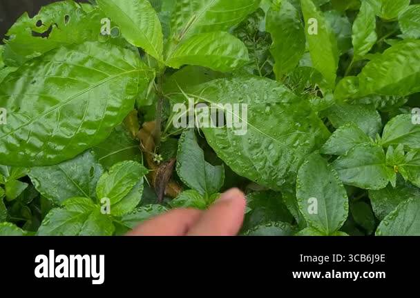 popping pod plant being pulled out, known for seed pods that ...