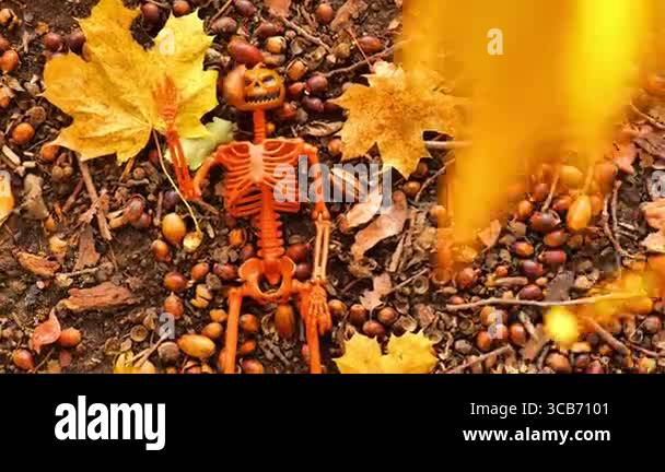 Halloween Skeleton Decoration and falling oak acorns and yellow maple ...