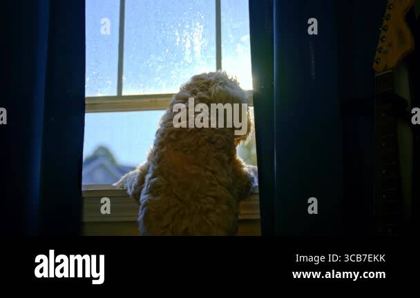 Goldendoodle Dog Looking Out Window at Home. Fluffy Goldendoodle at ...