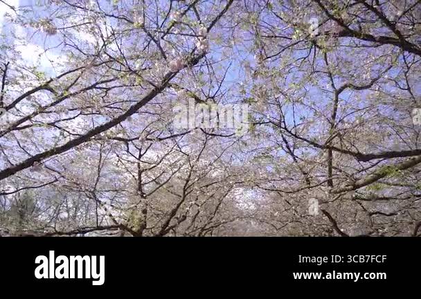 Alley in the park with flowering trees. Branch with flowers Stock Video ...
