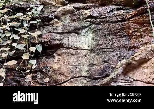 Discover the captivating and intricate textures of this unique rock ...