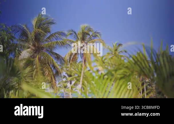 Drone captures lush palm trees against a vibrant blue sky in Santo ...