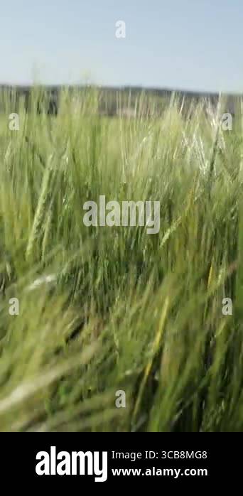 A vibrant expanse of barley sways gently under a clear blue sky ...