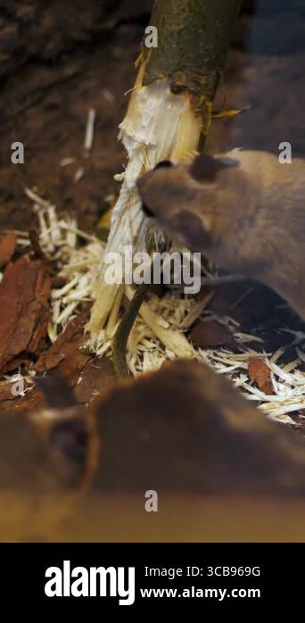 Wild forest, small mice, rodents, gnaw a branch, a tree on nature ...