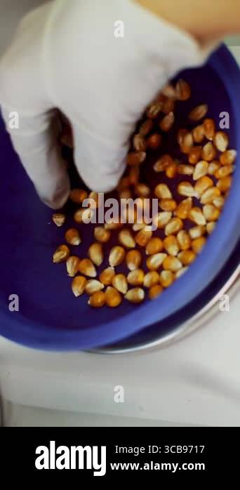 Laboratory research of corn seeds. samples of different species ...