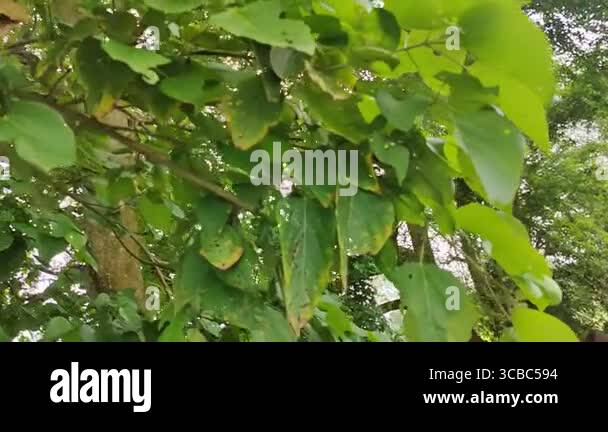 Close-up Green fresh leaves moving slowly by wind. Small leaves on the ...