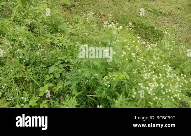 Close-up Green fresh leaves moving slowly by wind. Small leaves on the ...