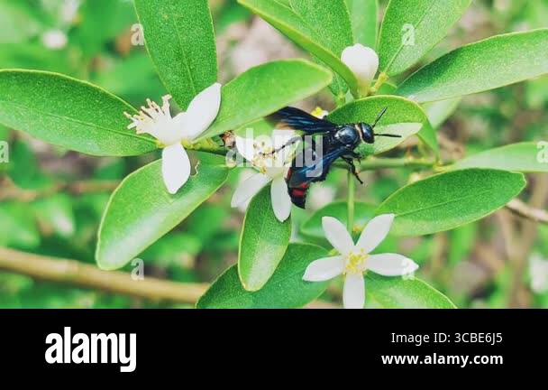 Closeup view of a Scoliid wasp with a sleek black body, distinct ...