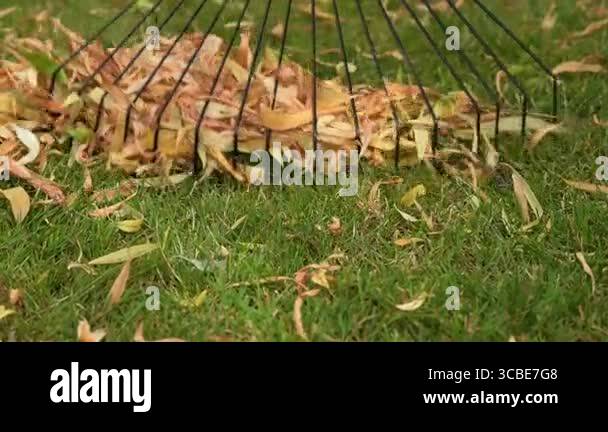 Gathering leaves with rake on green lawn. Video footage of garden work ...