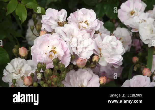The shrub rose variety 'Souvenir de Greuville' blooms in lush light ...