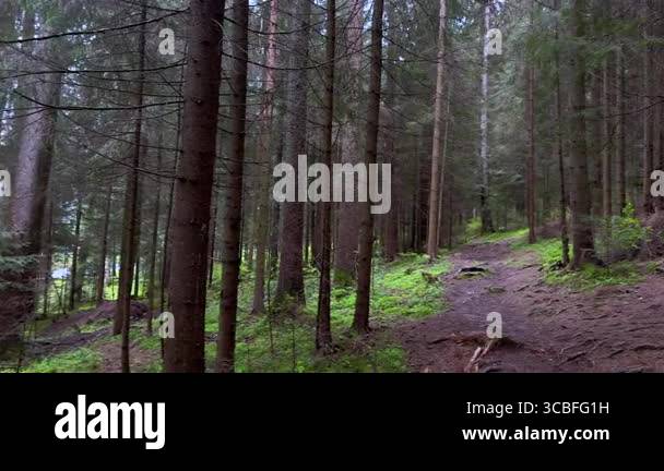 wild pine forest sprouted roots on the surface, bald branches, smooth ...