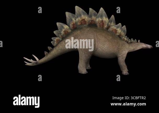 rotating animation of Stegosaurus dinosaur on black background Stock ...