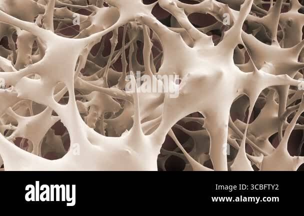 Bone marrow histology Stock Videos & Footage - HD and 4K Video Clips ...