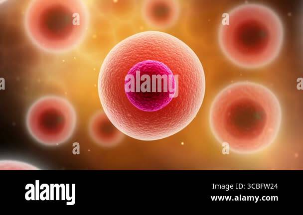 Detailed microscopic visualization of cell division Stock Video Footage - Alamy