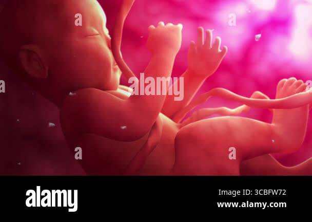 Biomedical animation of a fetus inside its mothers womb Stock Video ...