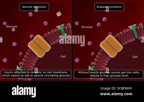 Glucose absorption Stock Videos & Footage - HD and 4K Video Clips - Alamy
