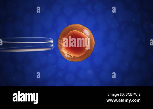 Microscopic visualization in vitro fertilization Stock Videos & Footage ...