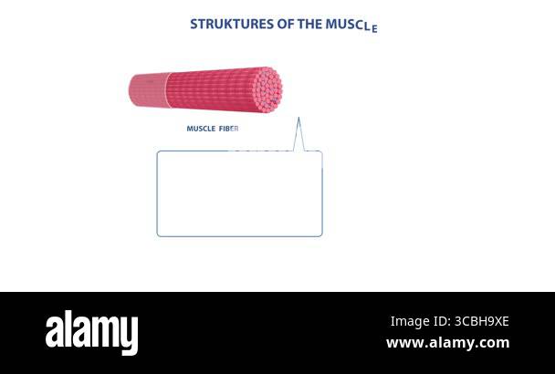 Cross section muscle tissue Stock Videos & Footage - HD and 4K Video ...