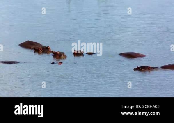 Hippopotamus family group in water in Kruger National park, South ...