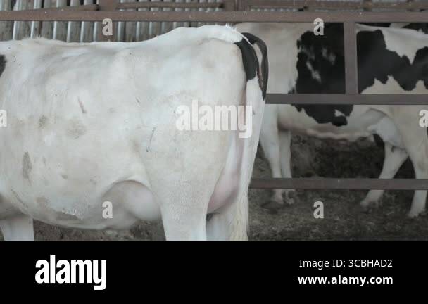 The Life of Cows on Animal Farm Stock Video Footage - Alamy