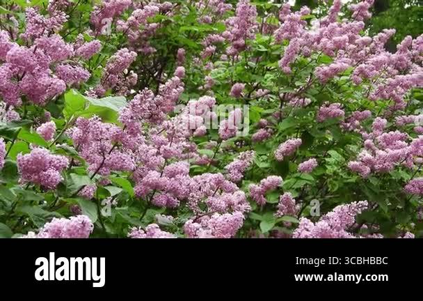 Footage of Syringa prestoniae shrub, also known as Preston lilac, with ...
