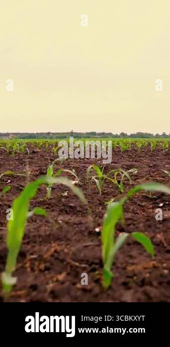 Corn field, Rows of young corn plants, seedlings on fertile, moist soil ...