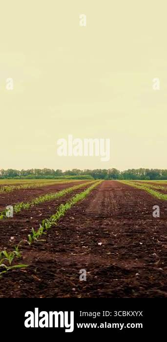 Corn field, Rows of young corn plants, seedlings on fertile, moist soil ...