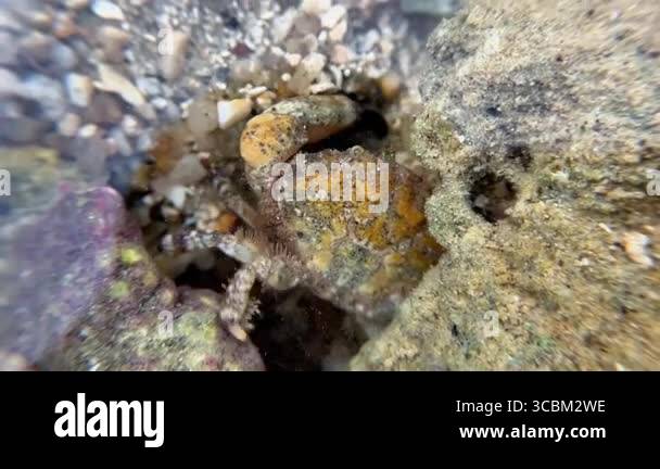 Exit from trench Stock Videos & Footage - HD and 4K Video Clips - Alamy