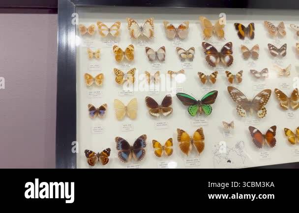 Queensland insects display museum Stock Videos & Footage - HD and 4K ...