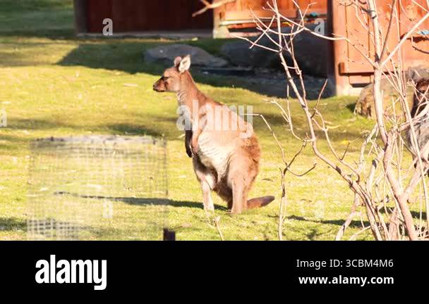 Kangaroo exploring its enclosure at Melbourne Zoo Stock Video Footage ...
