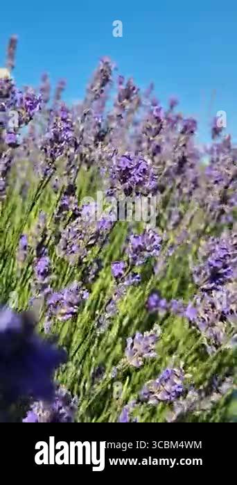 Close-up of lavender bush blooming. Bright beautiful lavender flowers ...