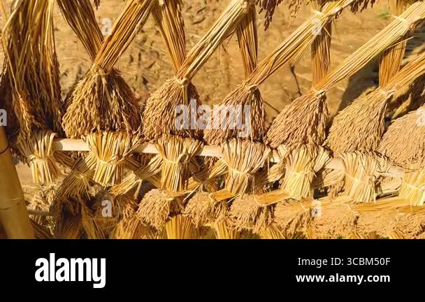 Bundles rice drying in sun Stock Videos & Footage - HD and 4K Video ...