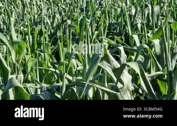 Tall green corn. Field with green corn foliage close-up. Selective ...