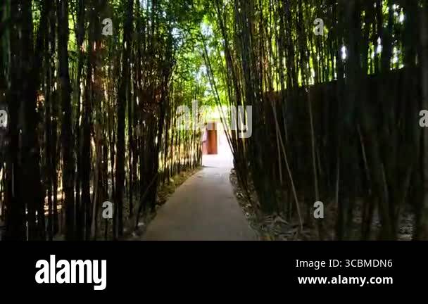 Scenic bamboo-lined walkway leading to zoo entrance gate Stock Video ...