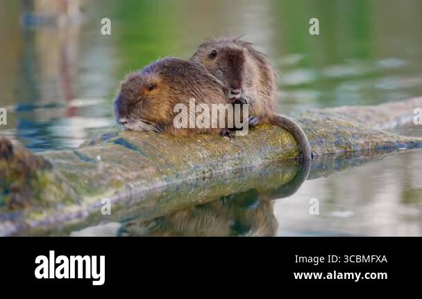 Two cute nutria sitting on a log cleaning themselves against the ...