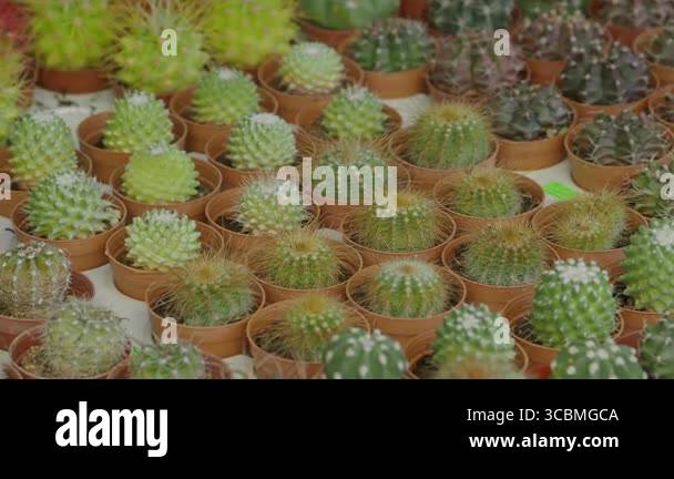 Explore a vibrant display of various cacti in small pots at a market ...